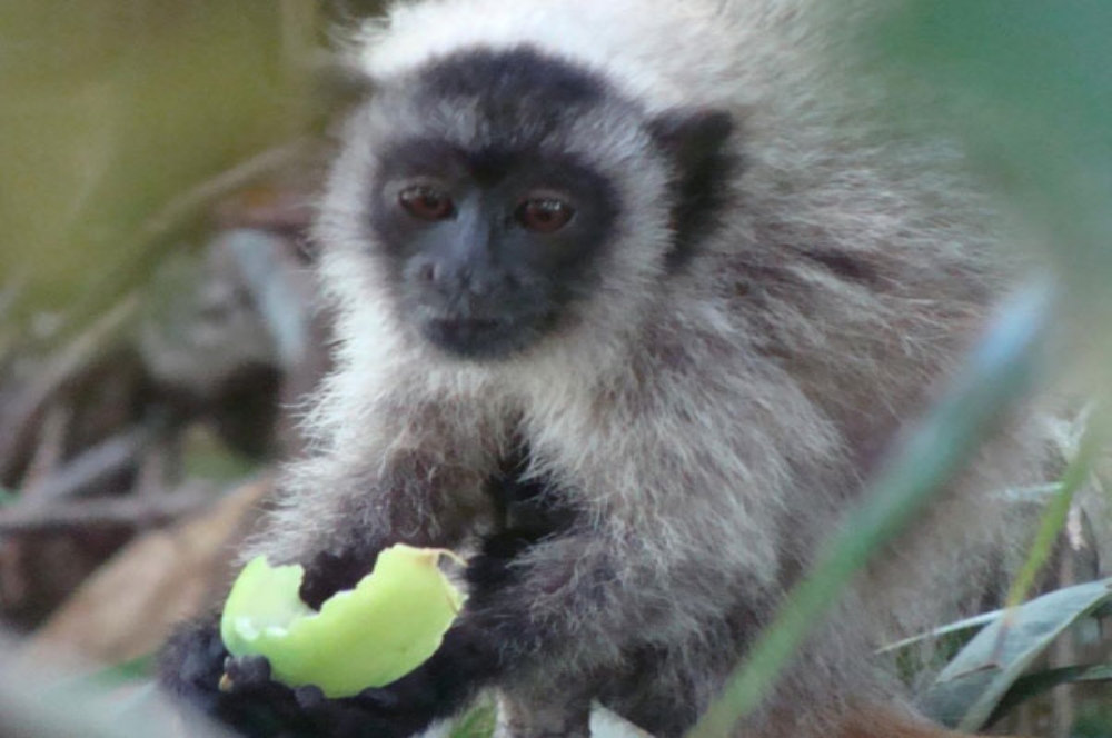 Macaco Guigó: Características, Habitat, Nome Científico E Fotos | Mundo ...