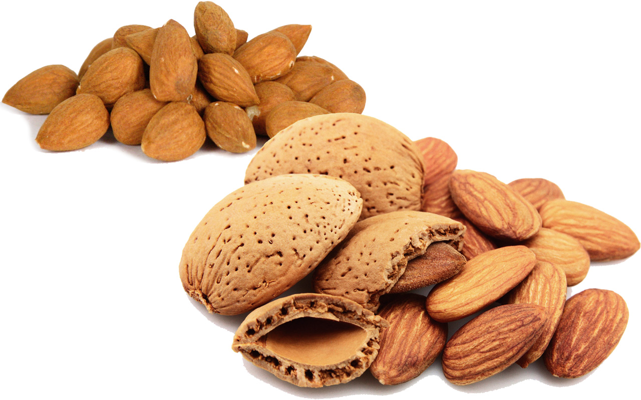 Amêndoa: Benefícios e Malefícios Para a Saúde | Mundo Ecologia