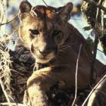 Historia da Fuinha e Origem do Animal – Mundo Ecologia