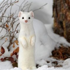 Historia da Fuinha e Origem do Animal – Mundo Ecologia