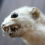 Historia da Fuinha e Origem do Animal – Mundo Ecologia