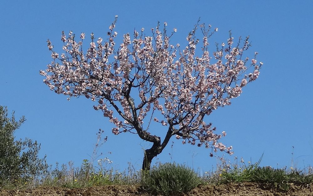 O Que é Uma Vara de Amendoeira? Para que Ela Serve – Mundo Ecologia