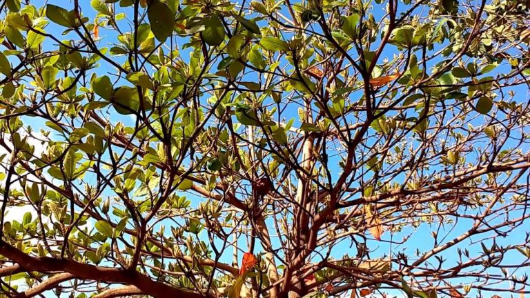 Qual o Fruto da Amendoeira? Para Que Ele Serve? – Mundo Ecologia