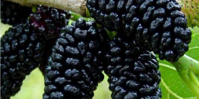 Para Que Serve a Amora Silvestre? Quais Seus Benefícios? | Mundo Ecologia