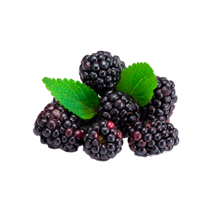 História da Amora, Significado, Origem da Fruta e Fotos | Mundo Ecologia