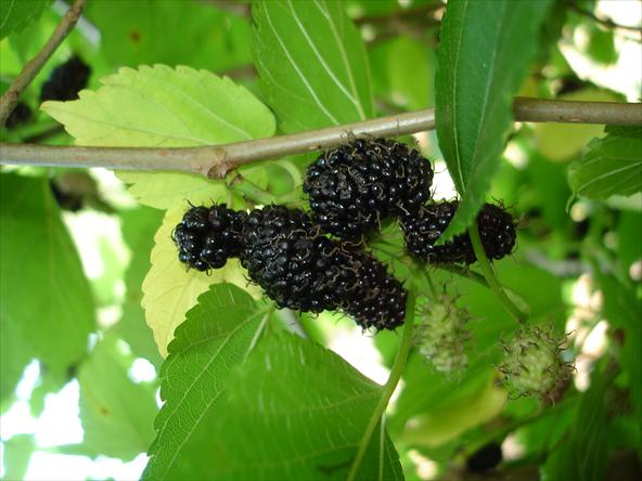 História da Amora, Significado, Origem da Fruta e Fotos | Mundo Ecologia
