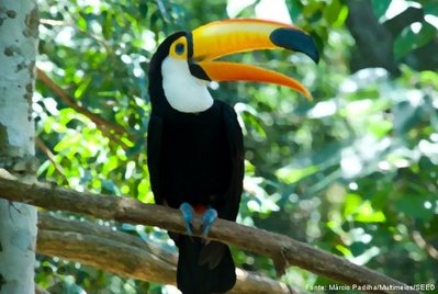 O Que Quer Dizer Zigodáctilos? O Que é Isso? | Mundo Ecologia