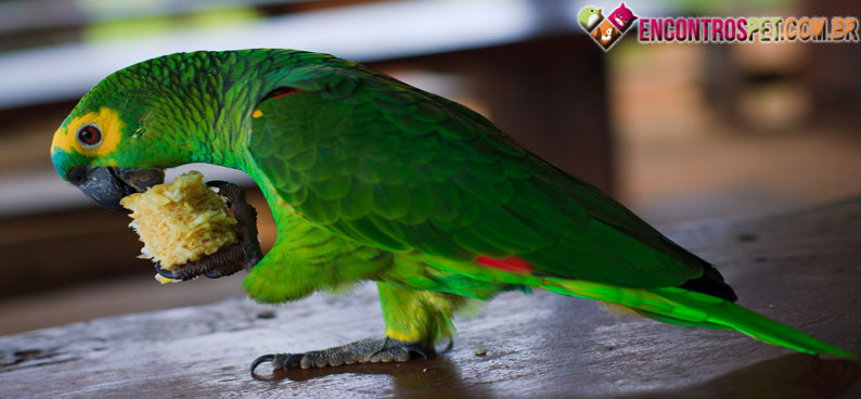 O Que Quer Dizer Zigodáctilos? O Que é Isso? | Mundo Ecologia