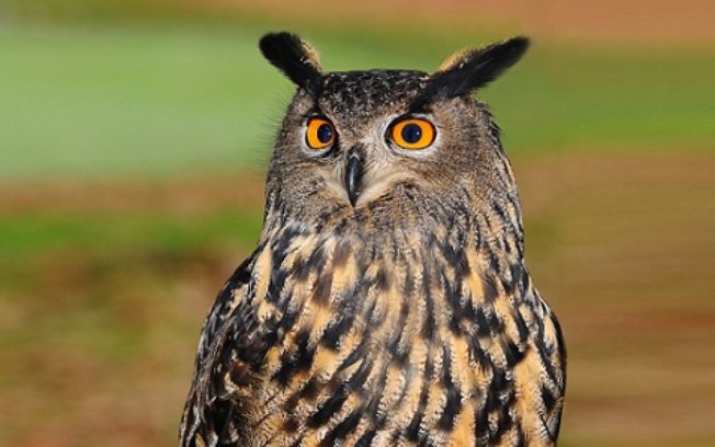 O Que Quer Dizer Zigodáctilos? O Que é Isso? | Mundo Ecologia