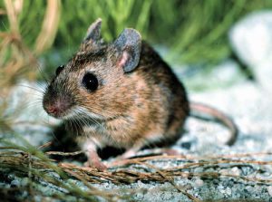 Tudo Sobre o Rato: Características e Fotos | Mundo Ecologia