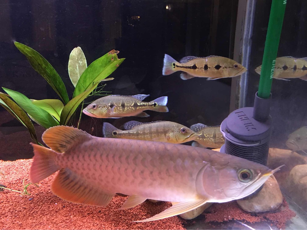 Tudo Sobre O Peixe Aruanã: Caracteristicas, Nome Científico E Fotos ...