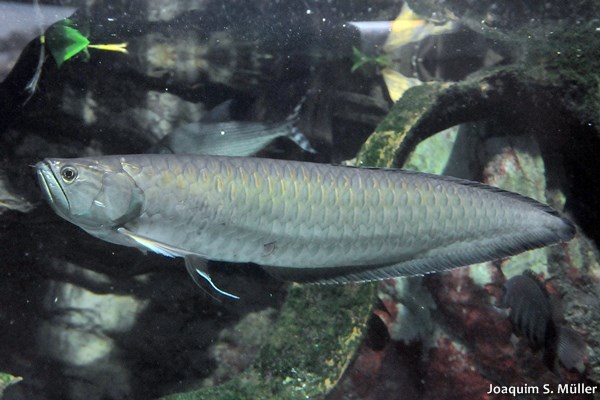 Aruanã-Prateado: Características, Nome Cientifico E Fotos – Mundo Ecologia