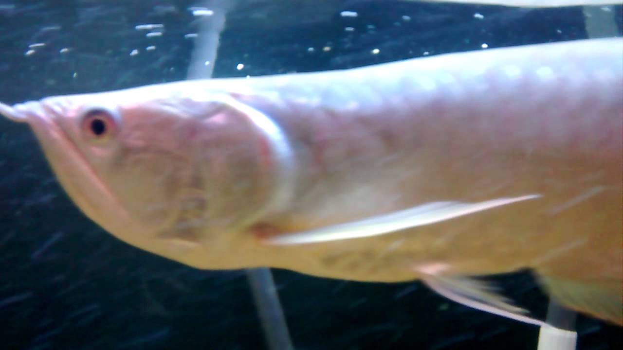 Aruanã-Pérola: Características, Nome Cientifico, Habitat e Fotos ...