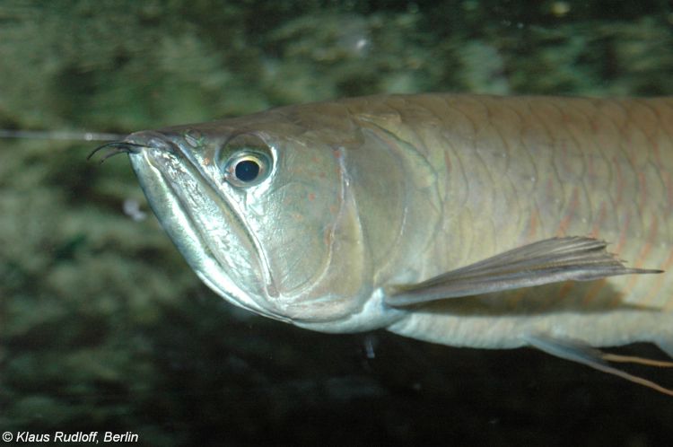 Aruanã Platina: Características, Nome Cientifico, Habitat e Fotos ...