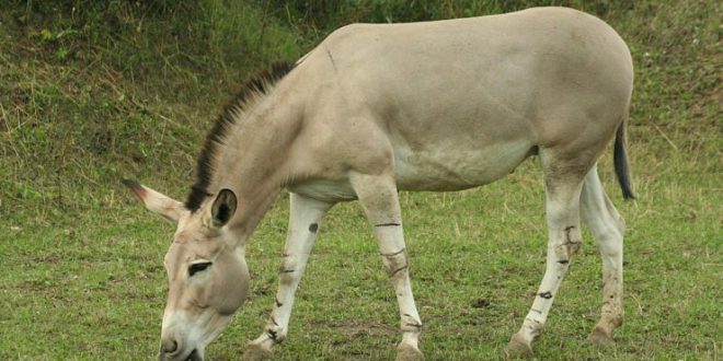Comportamento do Asno, Hábitos e Modo de Vida do Animal | Mundo Ecologia