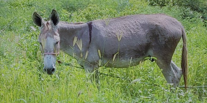 Lista dos Tipos de Asno: Espécies com Nome e Fotos | Mundo Ecologia
