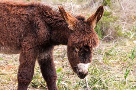 Asno Catalão: Características, Nome Científico e Fotos | Mundo Ecologia