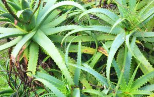 Lista de Tipos de Babosa Comestíveis: Nome, Características e Fotos ...