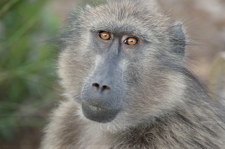 Lista de Tipos de Babuínos: Espécies Com Nomes e Fotos – Mundo Ecologia