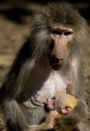 Lista de Tipos de Babuínos: Espécies Com Nomes e Fotos – Mundo Ecologia