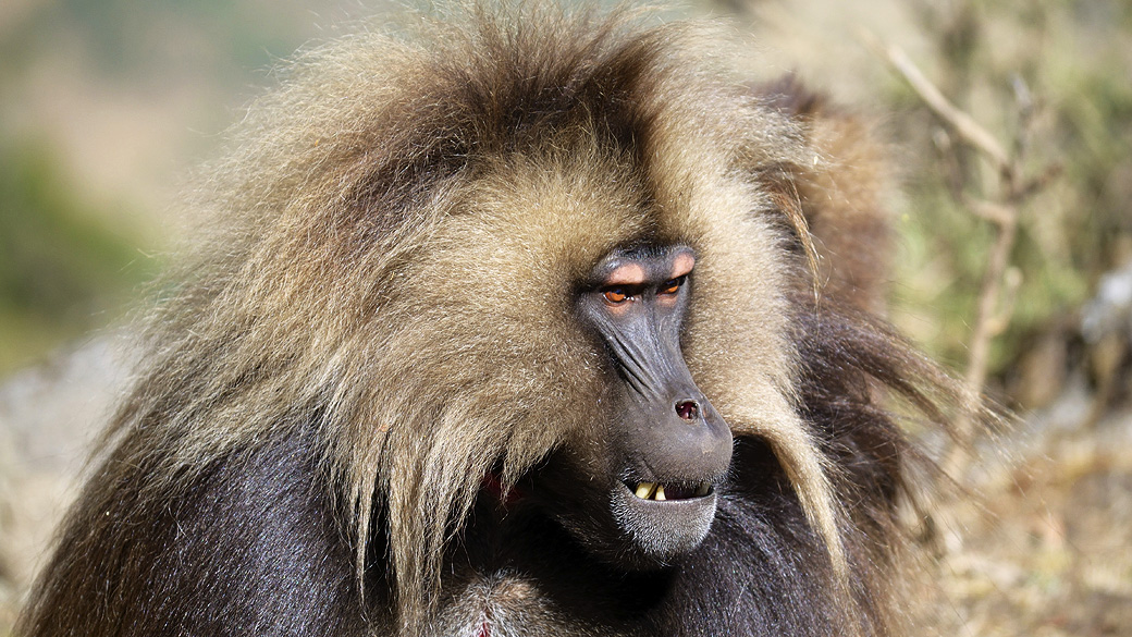 Lista de Tipos de Babuínos: Espécies Com Nomes e Fotos – Mundo Ecologia