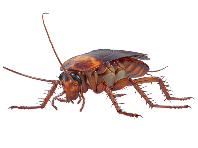 Barata Australiana: Características, Nome Científico e Fotos – Mundo ...