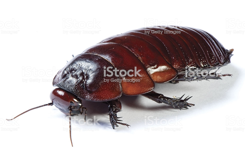 Barata Australiana: Características, Nome Científico e Fotos – Mundo ...