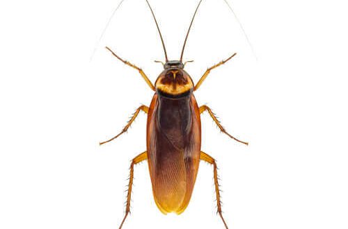 Quantas Espécies de Baratas Existem no Mundo? | Mundo Ecologia