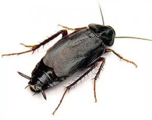 Lista De Tipos De Baratas: Espécies, Nomes, Habitats E Fotos | Mundo ...