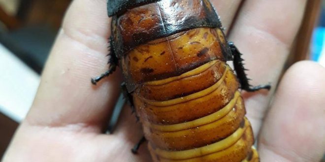 Barata de Madagascar: Características, Nome Cientifico e Fotos | Mundo ...