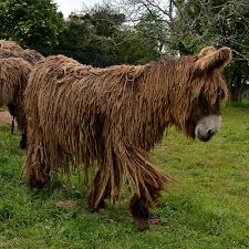 Baudet du Poitou: Características, Nome Científico e Fotos | Mundo Ecologia