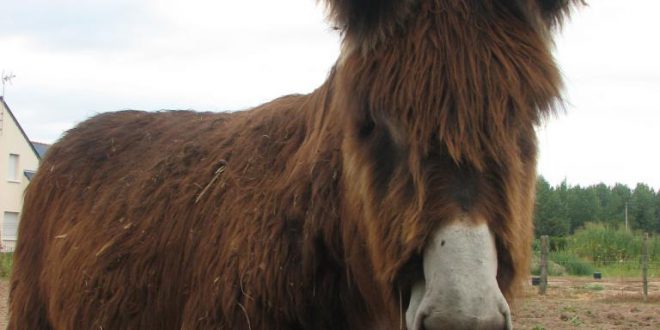 Baudet du Poitou: Características, Nome Científico e Fotos | Mundo Ecologia