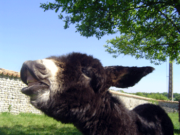 Baudet du Poitou: Características, Nome Científico e Fotos | Mundo Ecologia