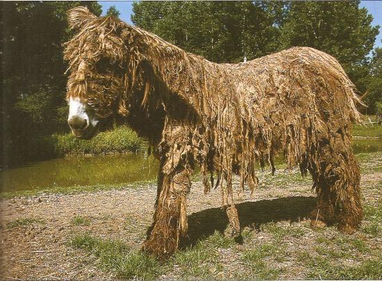 Baudet du Poitou: Características, Nome Científico e Fotos | Mundo Ecologia