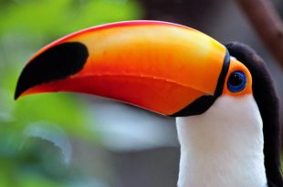 Como os Filhotes de Tucano Nascem? O Que Eles Comem? | Mundo Ecologia