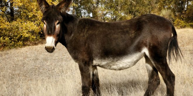 História do Burro e Origem do Animal | Mundo Ecologia