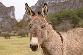 Burro Curiosidades e Fatos Interessantes Sobre o Animal | Mundo Ecologia