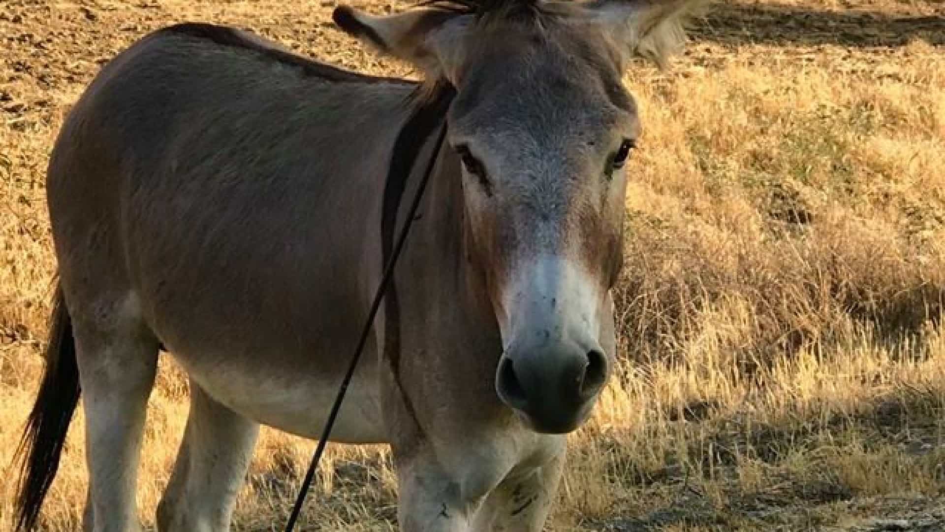 Quais São os Predadores do Burro e Seus Inimigos Naturais? – Mundo Ecologia