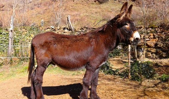 Lista Dos Tipos de Mulas: Espécies Com Nome e Fotos | Mundo Ecologia