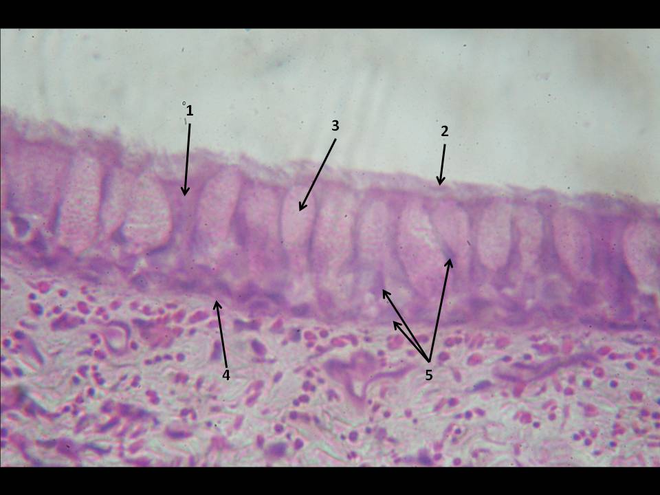O Que São Cílios e Células Caliciformes e Quais Suas Funções? – Mundo ...