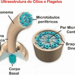 O Que São Cílios e Células Caliciformes e Quais Suas Funções? | Mundo ...