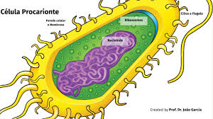 O Que São Cílios e Células Caliciformes e Quais Suas Funções? – Mundo ...