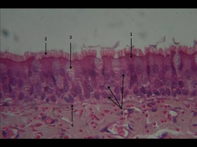 O Que São Cílios e Células Caliciformes e Quais Suas Funções? – Mundo ...