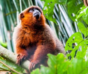Macaco Guigó: Características, Habitat, Nome Científico E Fotos | Mundo ...