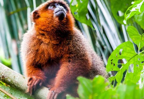 Macaco Guigó: Características, Habitat, Nome Científico E Fotos | Mundo ...