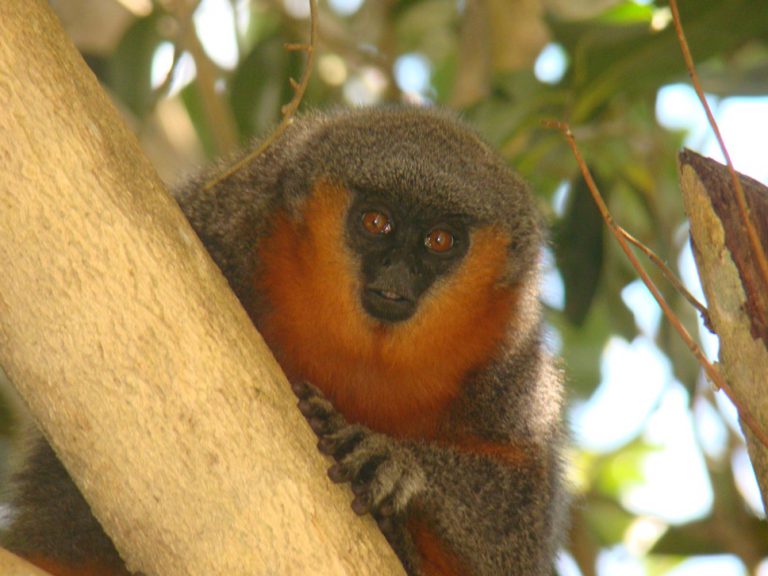 Macaco Guigó: Características, Habitat, Nome Científico E Fotos | Mundo ...