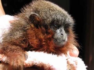 Macaco Guigó: Características, Habitat, Nome Científico E Fotos | Mundo ...