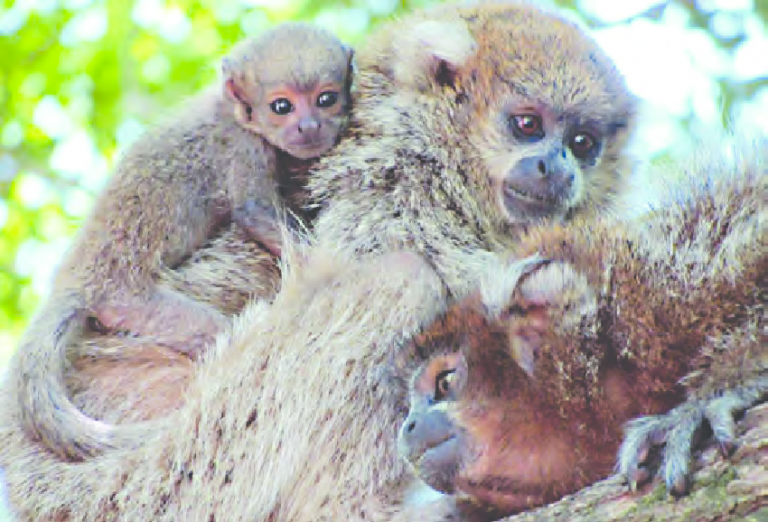 Macaco Guigó: Características, Habitat, Nome Científico E Fotos | Mundo ...