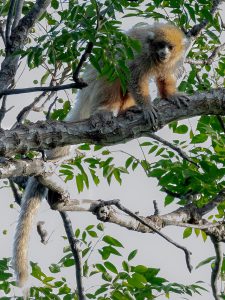 Macaco Guigó: Características, Habitat, Nome Científico E Fotos | Mundo ...