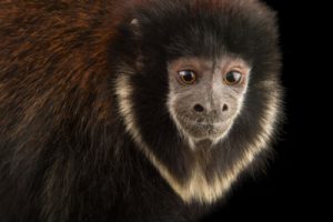 Macaco Guigó: Características, Habitat, Nome Científico E Fotos | Mundo ...